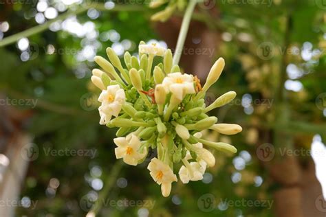 Papaya Flowers And Buds On The Plant Papaya Flower Or Pawpaw Flower