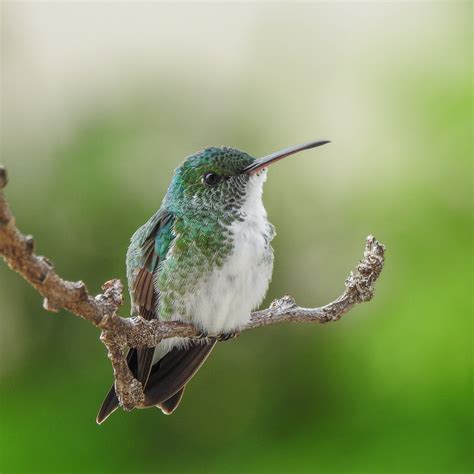 Foto Beija Flor De Barriga Branca Chrysuronia Leucogaster Por João