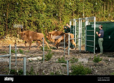 European Bison Bison Bonasus Female Cow Being Released Into Woodland As Part Of The Wilder
