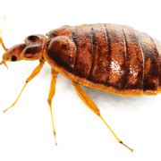 Bug PNG 2 PNG All