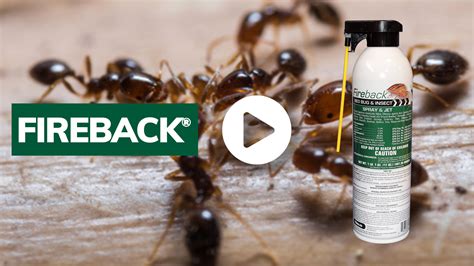 Fireback® Insect Flea And Bed Bug Pesticide Nisus Corp