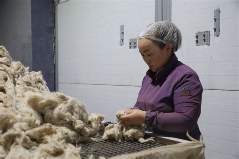 “Бодиос кашмер” брэнд Монгол Улсаа дэлхийд эерэгээр сурталчлах томоохон ажил хийхээр бэлдэж