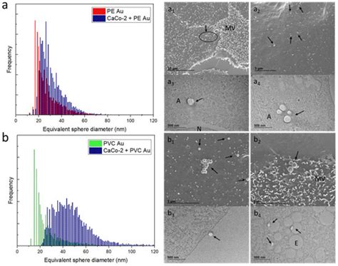 Nanomaterials Free Full Text Investigating The Cellular Uptake Of