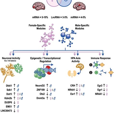 Males And Females With Mdd Or Stress Share Minimal Transcriptional