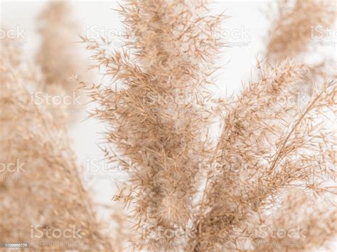 흰색 벽 배경에 드라이 베이지 색 리드 아름다운 자연 트렌드 장식 미니멀한 중립 개념 근접 촬영 0명에 대한 스톡 사진 및 기타 이미지 Istock