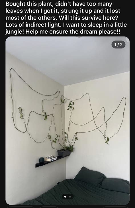 I Can Get The Same Effect With A Green Sharpie R Houseplantscirclejerk