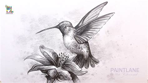 Pencil Drawings Of Hummingbirds