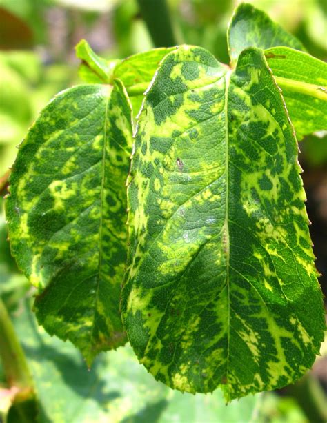 Identify And Manage Virus On Trees And Shrubs