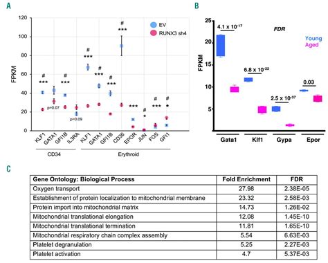 Runx3 Levels In Human Hematopoietic Progenitors Are Regulated By Aging