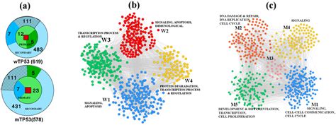 construction and modularization of wild type and mutant tp53