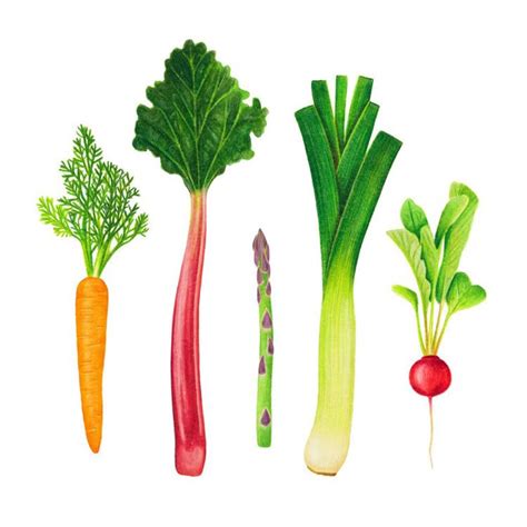 Colorful Vegetable Drawing