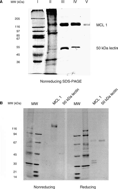 Figure 1 From Purification And Characterisation Of A Lectin Isolated