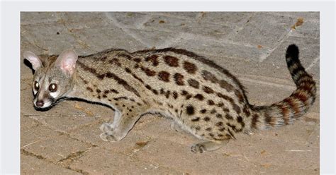 Small Spotted Genet Muskejaatkat Of Kleinkolmuskejaatkat Genetta Genetta