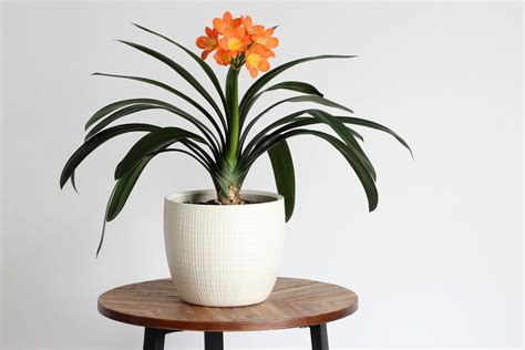 22 Indoor Flowering Plants That Will Make Your Home Feel Happier