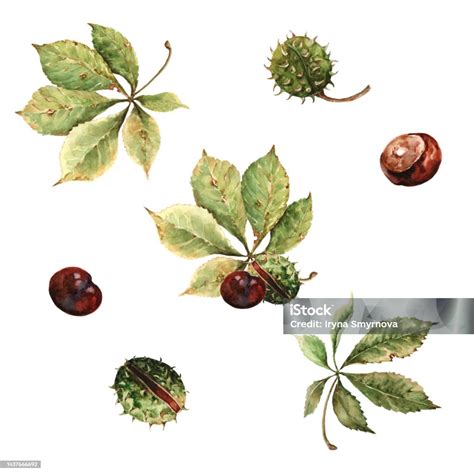 고립 된 요소 세트 가을 밤나무 잎 갈색 둥근 과일 식물 클립 아트 카드 디자인 초대장 축하 배너를 위한 흰색 배경에 손으로 그린 수채화 그림 밤나무속에 대한 스톡 벡터