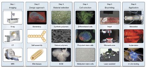 The General Step Wise Procedure For Bioprinting 3d Tissues Reprinted