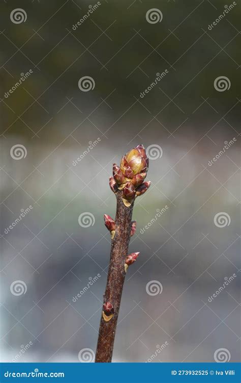 Azalea Hotspur Red Stock Image Image Of Knap Plant 273932525