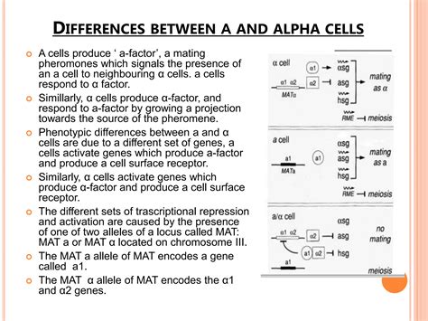 Mating Types Of Yeast Pptx Biological Sciences Science