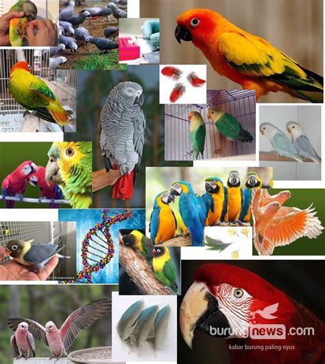 Dna Sexing Mengetahui Kelamin Burung Cepat Dan Akurat Burungnews