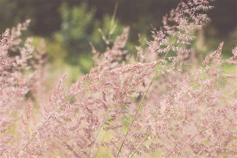 초원의 녹색 배경에 마른 팜파스 풀 아름 다운 중립적 인 색상입니다 미니멀하고 추상적이며 자연스러운 개념입니다 선택적 초점 가을에 대한 스톡 사진 및 기타 이미지 Istock