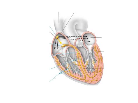 Intrinsic Conduction System Diagram Quizlet