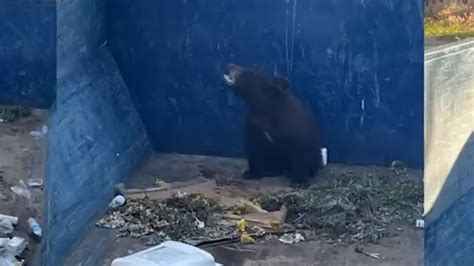 Moment Screaming Bear Cub Rescued From Skip In Colorado Lifestyle Independent Tv