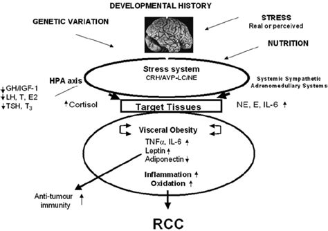 Theoretical Model Of The Pathogenetic Pathways Linking Leptin With Rcc