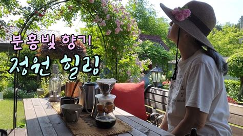 [감성정원] 분홍 찔레장미 가드너의 힐링 Youtube