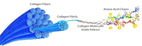 Extracellular Matrix Flashcards Quizlet