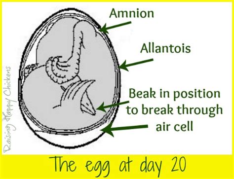 Chick Hatching Days 20 And 21 From Pip To Chick