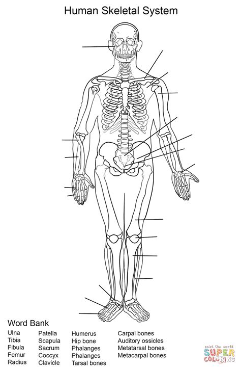 Dibujos Para Imprimir Del Sistema Oseo Imagui En Huesos Del My Xxx