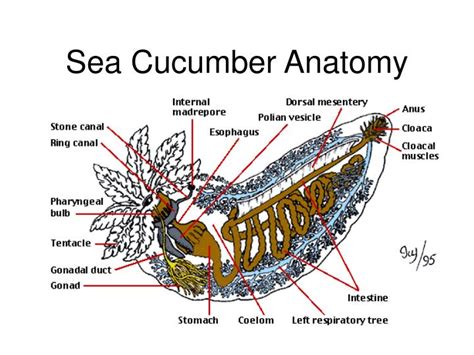 Ppt Echinoderms Powerpoint Presentation Id 34482
