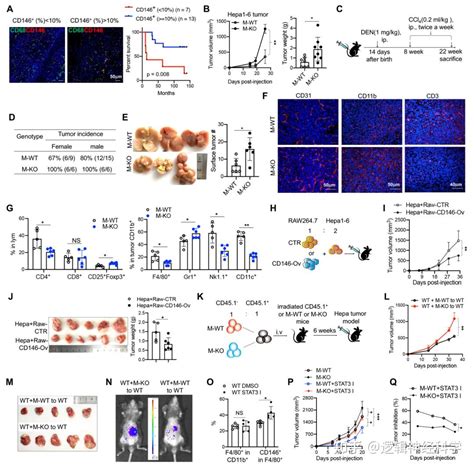 Cmi｜中科院生物物理所阎锡蕴院士团队揭示肿瘤相关巨噬细胞新亚型的作用及机制 知乎