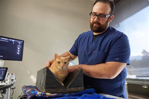 Hyperthyroidism In Cats I 131 Treatment In Houston Texas — Sage