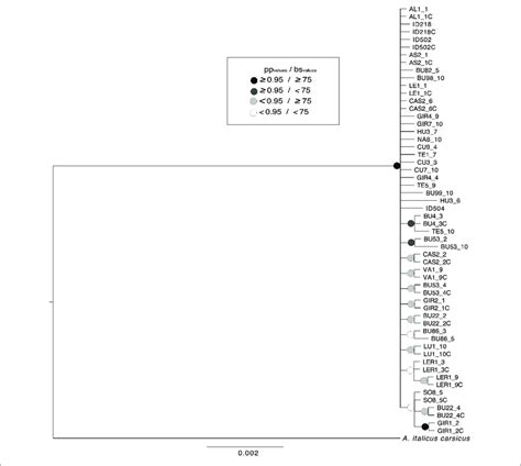 Bayesian Inference Analyses Based On Concatenated Mitochondrial 16s