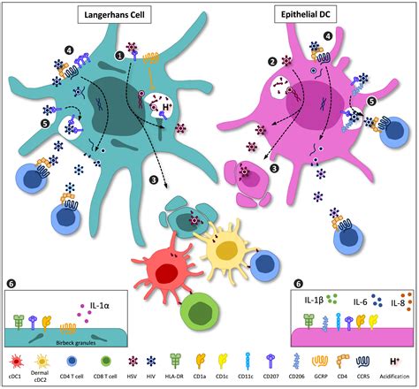 Epithelial Dendritic Cells Vs Langerhans Cells Implications For
