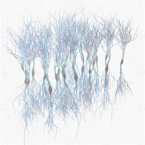 Pyramidal Neurons 3d Model