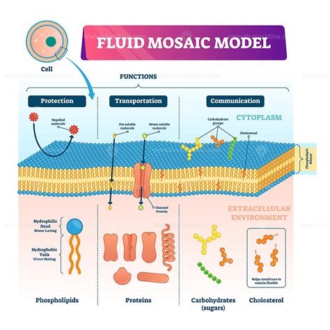 Fluid Mosaic Model With Cell Membrane Anatomical Structure Outline