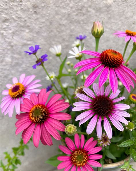 Formule Teigne Sans Alcool Pharmacie Place De La Victoire