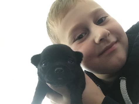 Создать мем щенок бульдога мопс собака французский бульдог