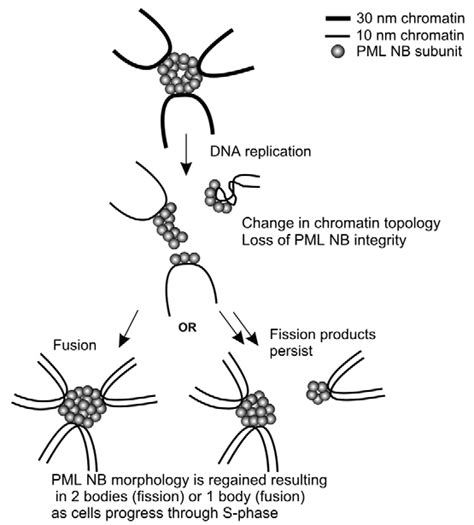 Model For Pml Nuclear Body Nb Replication In S Phase In Early S Download Scientific Diagram