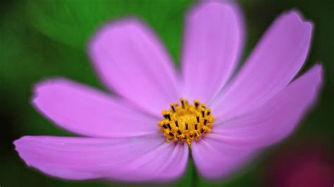 핑크 코스모스 꽃 공장 사진 바탕 화면시사