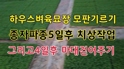 벼 육묘실패없이 기르는 방법 Youtube