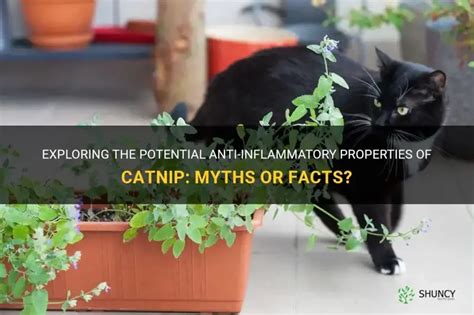 Exploring The Potential Anti Inflammatory Properties Of Catnip Myths
