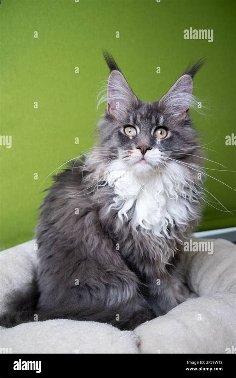 Blue Tabby Maine Coon Maine Coon Kittens For Sale Usa Breeder