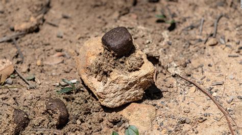 Wombat Poop Australia How Wombats Poop Cubes Eqnd