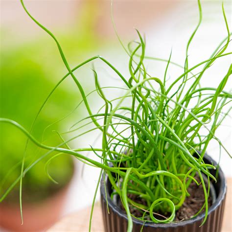 Juncus Effusus Spiralis ~ 15cm Sklep Z Roślinami Cocaflora