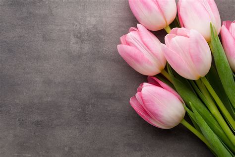 Pink Tulip Flowers Bouquet Wallpaper