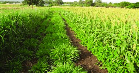 6 Climate Smart Push Pull Technology Green Leaf Desmodium Is Planted