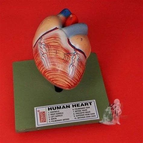 Heart Modle At ₹ 650 00 Heart Models Id 2850509518448